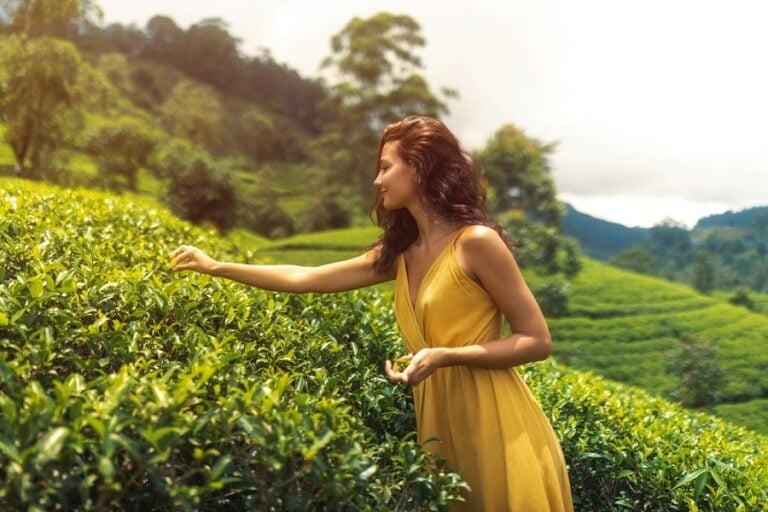 3 Important Tips On How To Grow Your Own Green Tea Plant