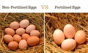 Do Chickens Need a Rooster to Lay Eggs? – Thank Your Garden