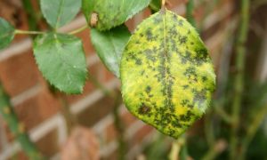 How to Revive Roses: Comprehensive Guide & Useful Tips