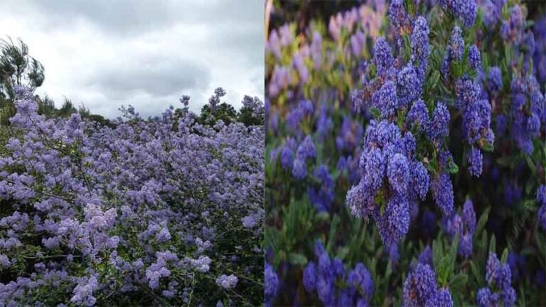 25 Top California Native Flowering Plants For Your Garden