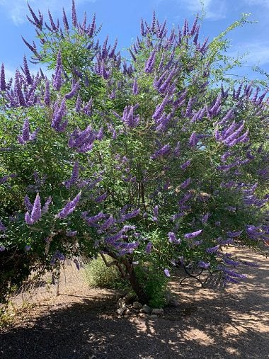 Floral Delights: Exploring the Best 15 Flowering Shrubs in Texas