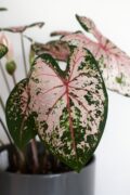 84 Stunning Caladium Varieties You Can Grow
