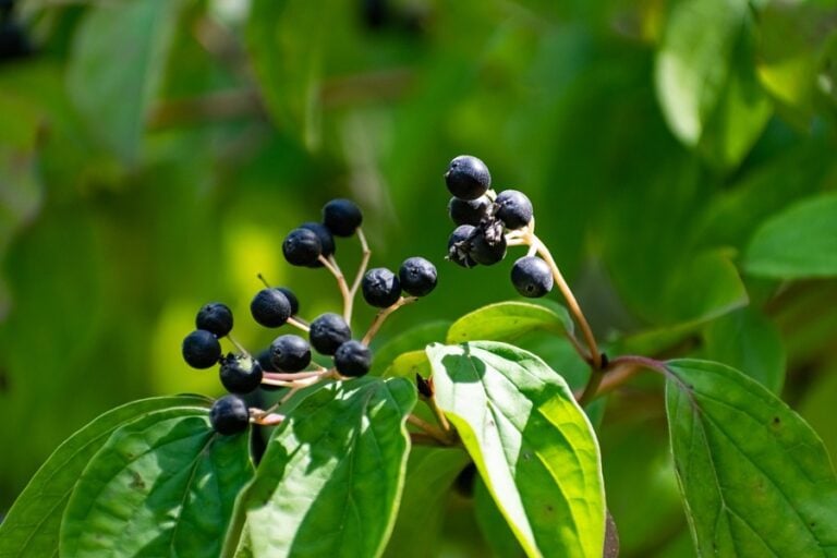 10 Edible Wild Berries in Ohio. Fresh and Flavorful!