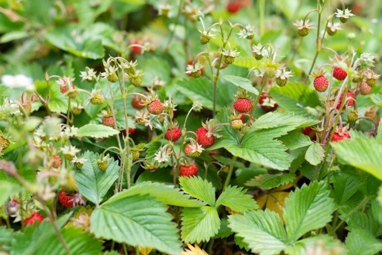 10 Edible Wild Berries in Ohio. Fresh and Flavorful!