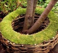 25 Innovative & Fresh Approaches to Landscape Tree Ring ideas
