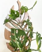 25 Most Innovative Monstera Support Ideas That Work Effectively