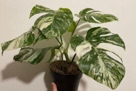 Rare Monstera Varieties Exposed: Top Picks for Exotic Plant Lovers!