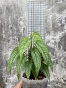 Rare Monstera Varieties Exposed: Top Picks for Exotic Plant Lovers!