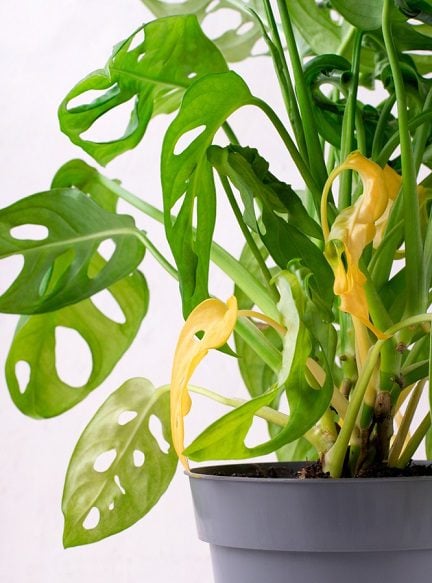 Monstera Root Rot Treatment: Strategies for Healthy Monstera
