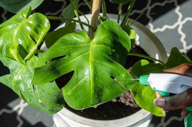 Monstera Root Rot Treatment: Strategies for Healthy Monstera