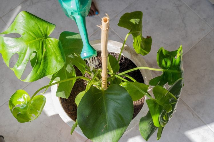 Monstera Root Rot Treatment: Strategies for Healthy Monstera