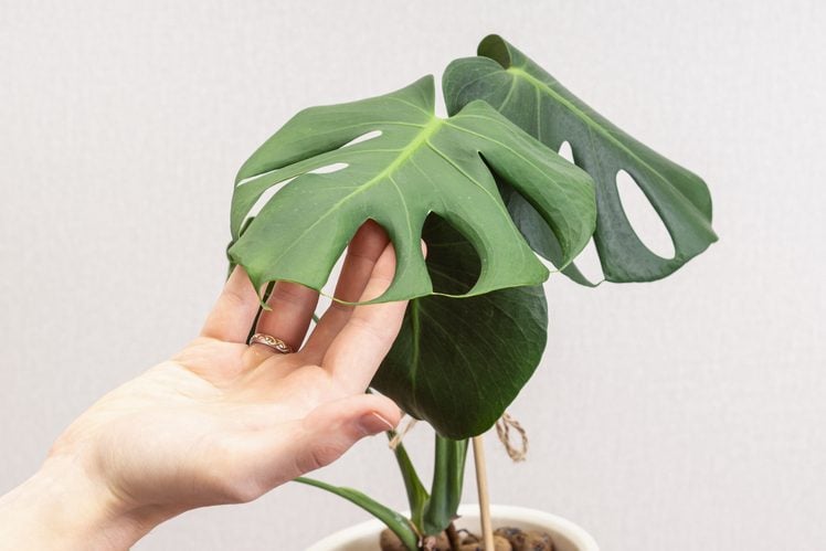 Monstera Root Rot Treatment: Strategies for Healthy Monstera
