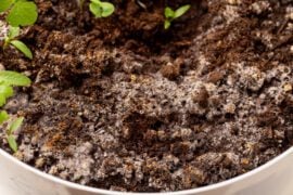Why Is My Soil Turning White? Understanding Soil Discoloration Causes
